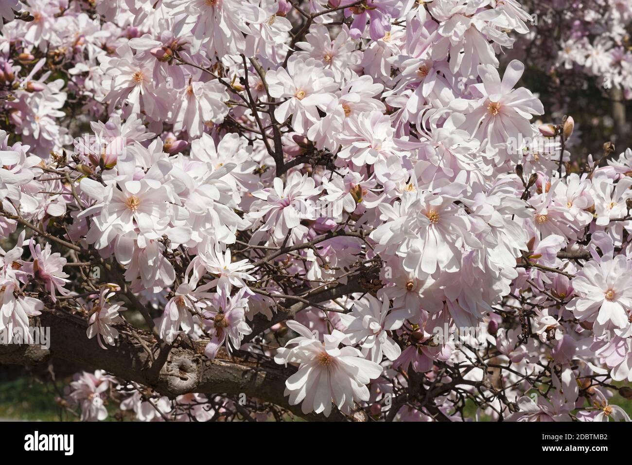 Pink star magnolia (Magnolia stellata Rosea Stock Photo - Alamy