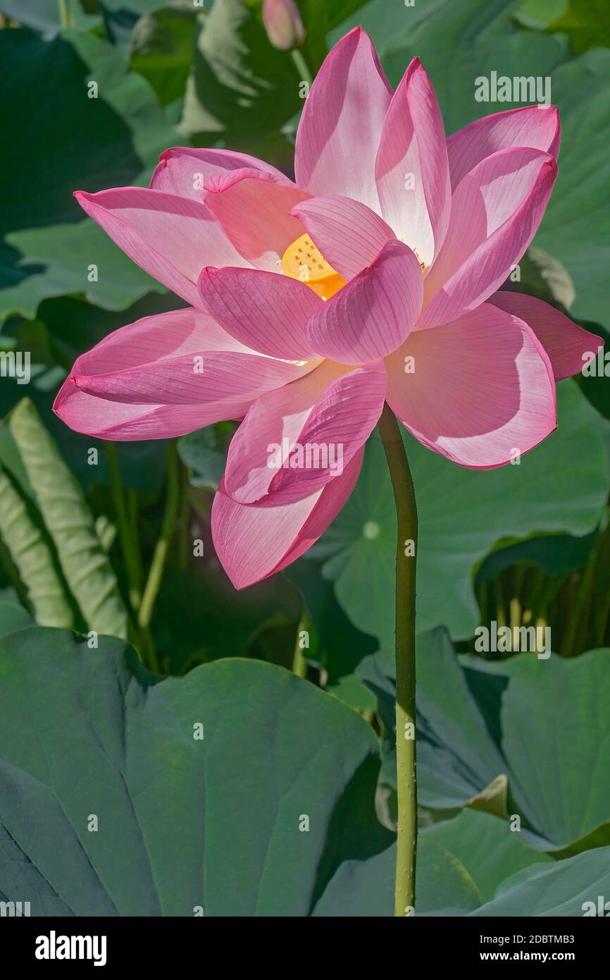 Sacred lotus (Nelumbo nucifera). Called Indian Lotus, Bean of India and ...