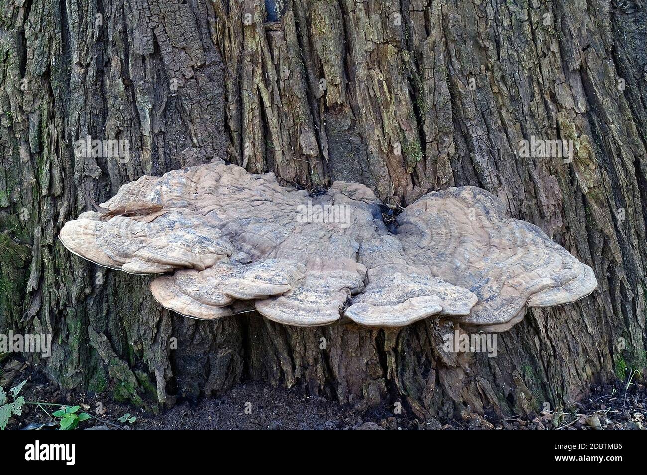 Artist's conk fungus (Ganoderma applanatum). Called Artist's bracket ...
