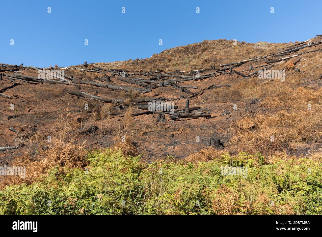 World heritage forests of Madeira terribly destroyed by fires in 2016 ...