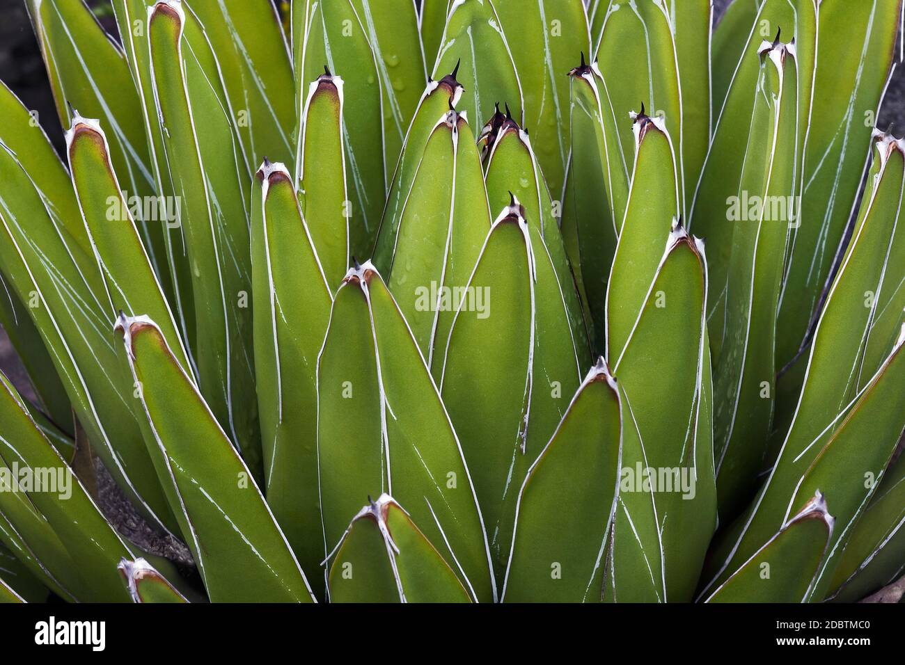 Queen Victoria agave (Agave victoriae-reginae). Called Royal agave also ...