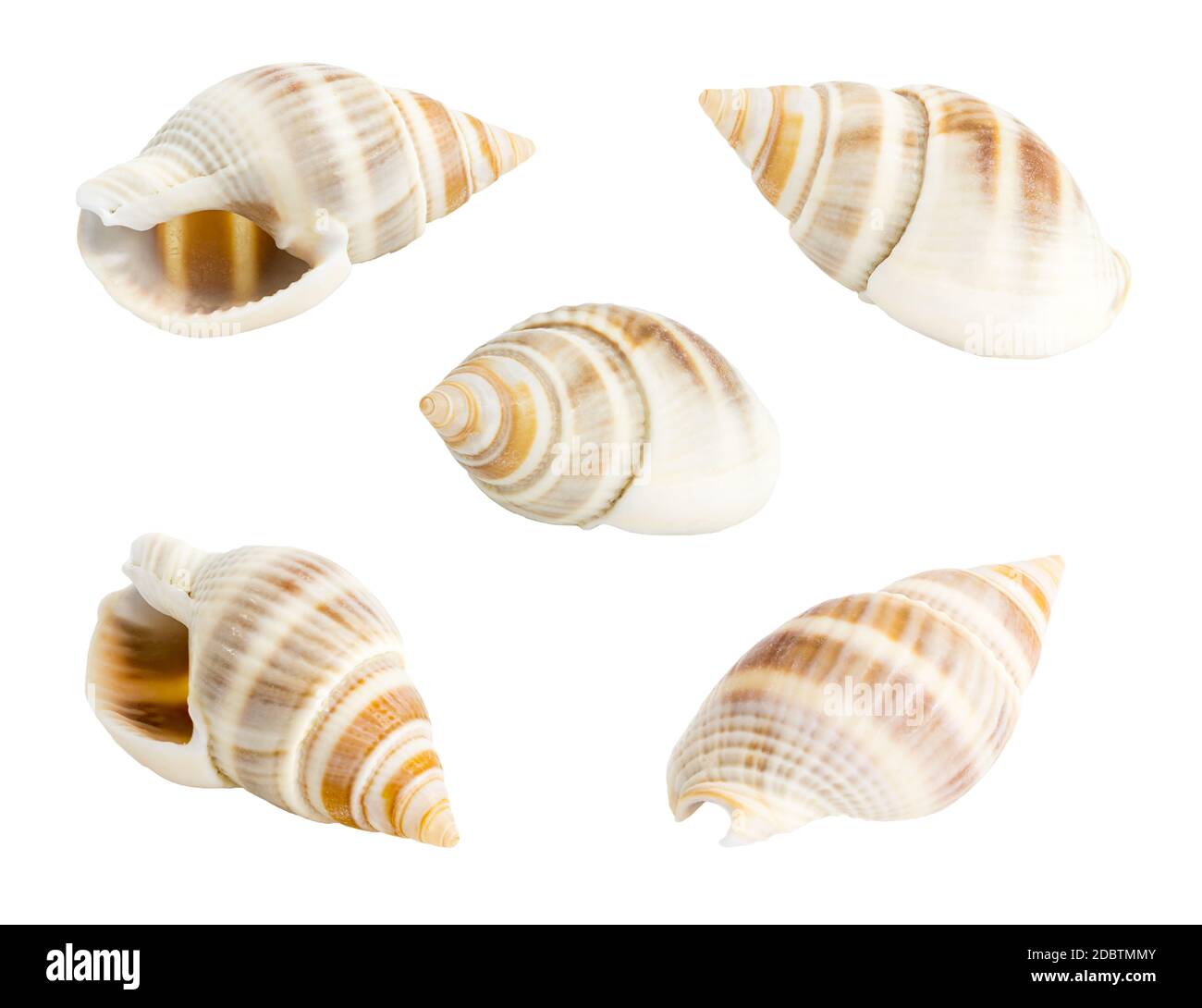 Conch shell isolated on white background Stock Photo - Alamy