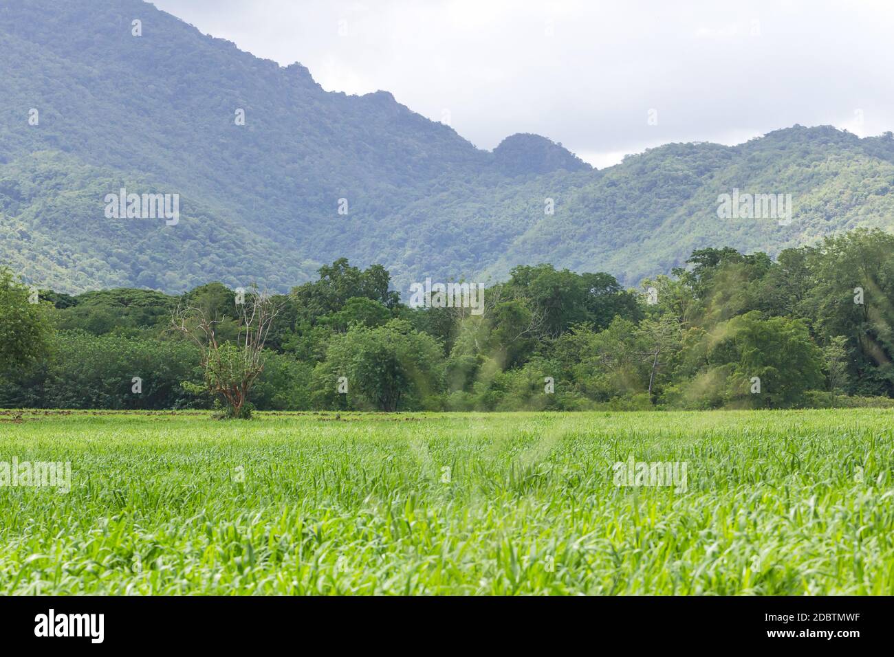 Green grass field rural landscape with trees Stock Photo - Alamy
