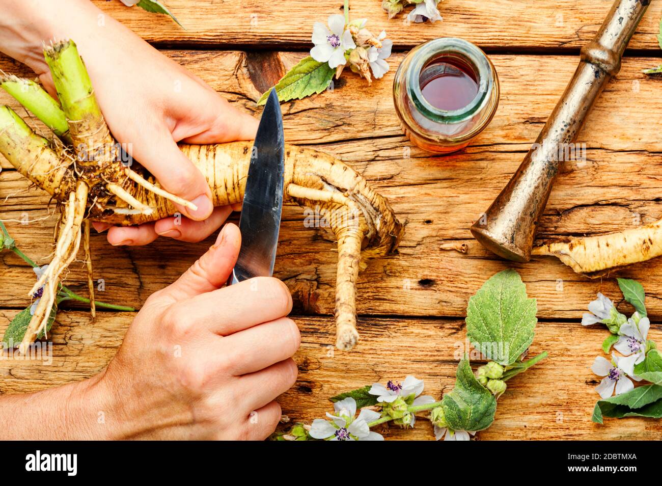 Althaea root or rhizome and healing tincture.Medicinal herbs and plants ...