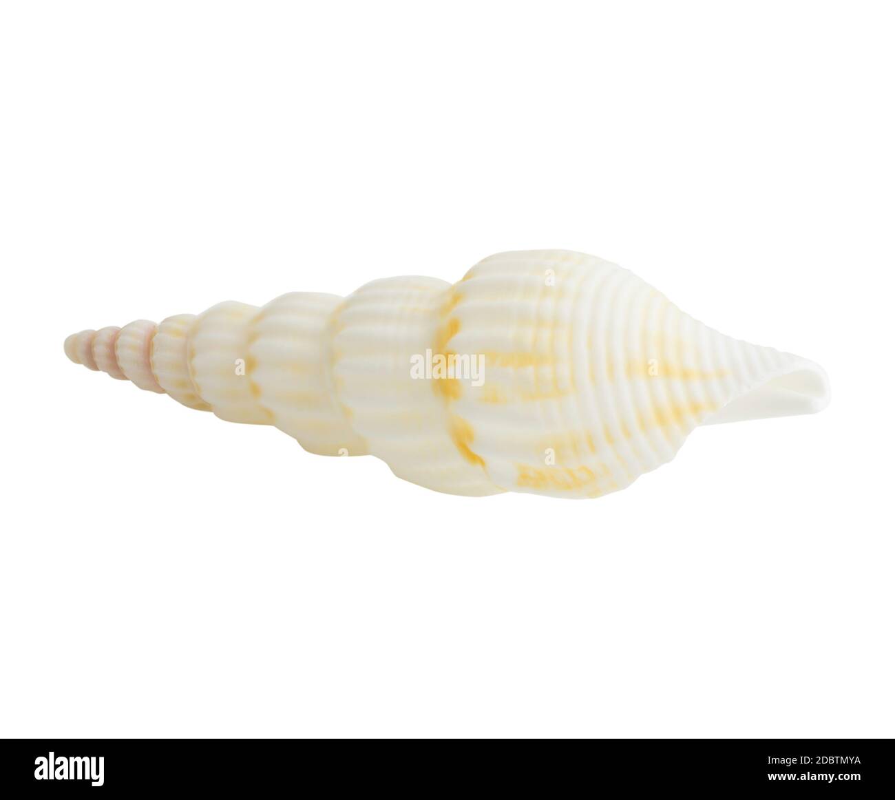 Marine sea shell isolated on white background, clipping path included ...