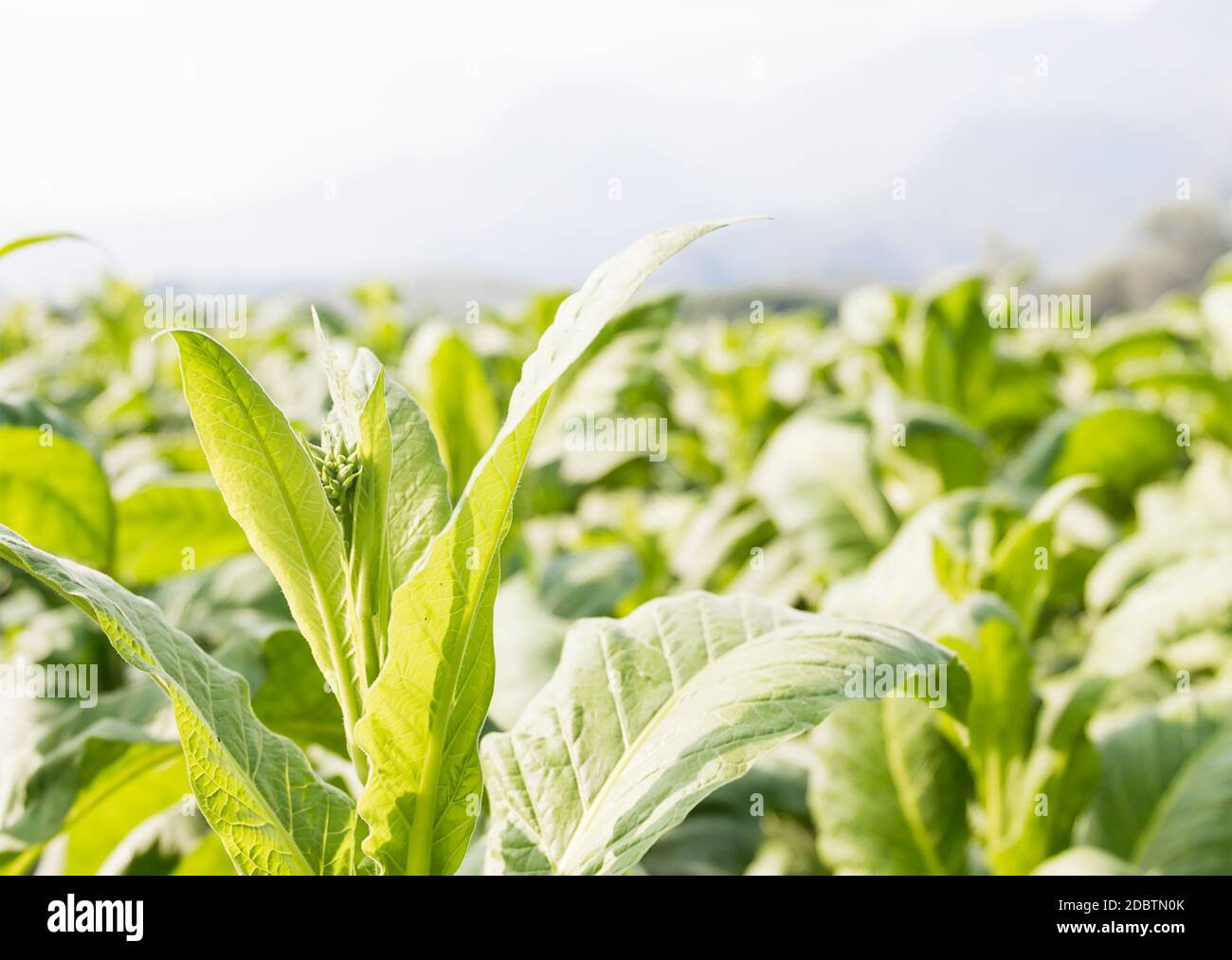 Close up Common tobacco, the Nicotiana tabacum is an annually-growing ...