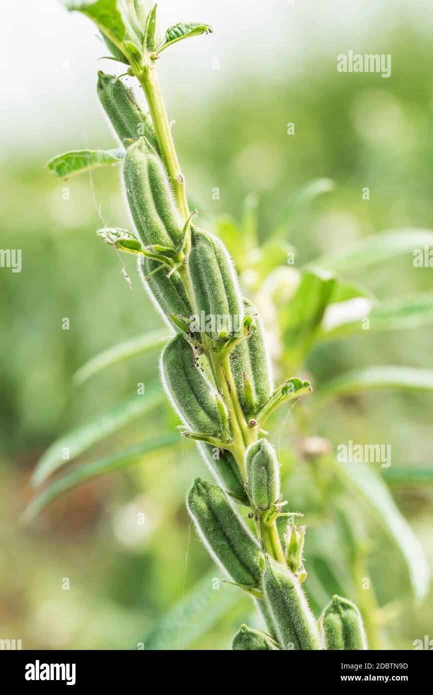 Sesame seed flower on tree in the field, Sesame a tall annual ...
