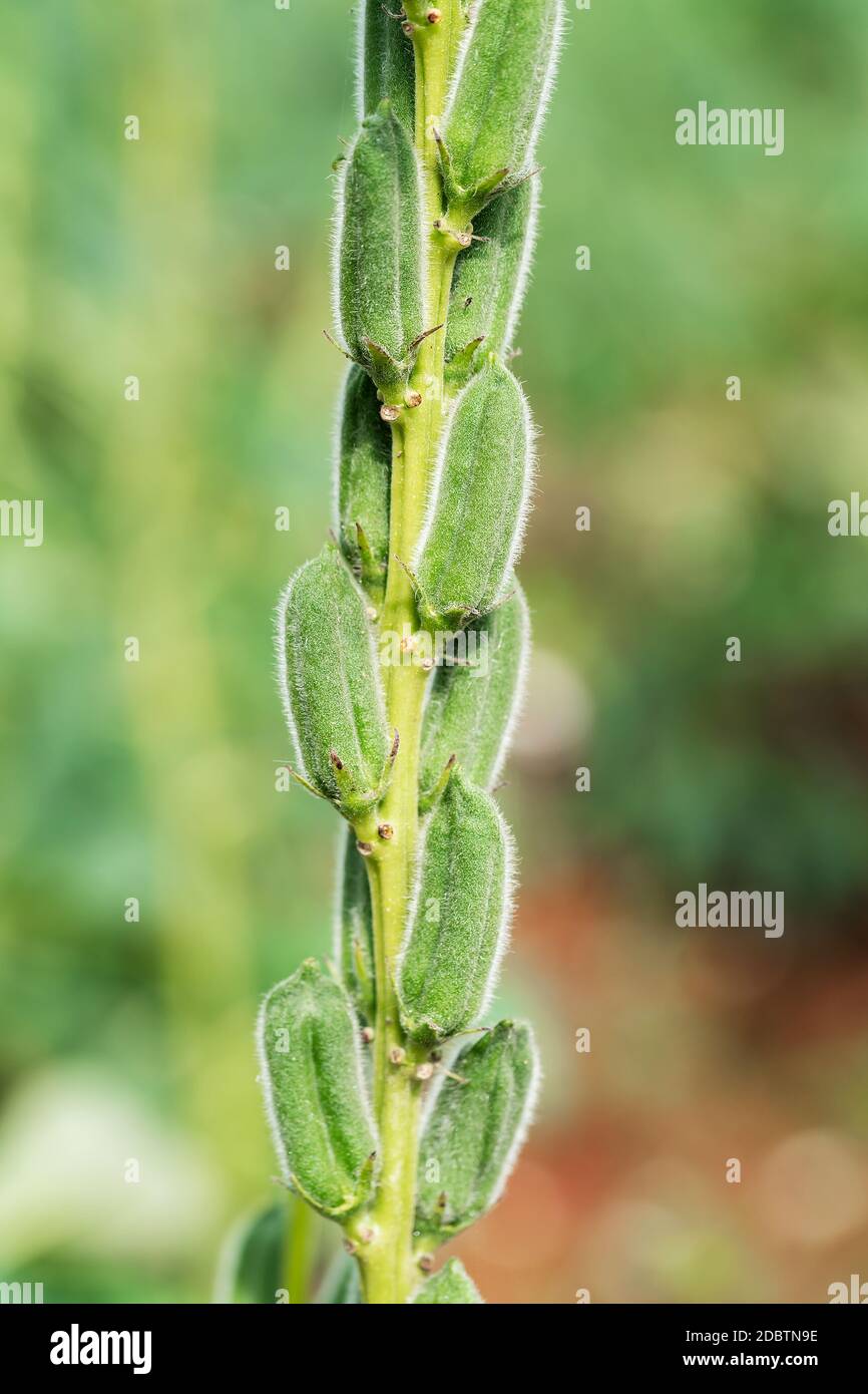Sesame seed flower on tree in the field, Sesame a tall annual ...