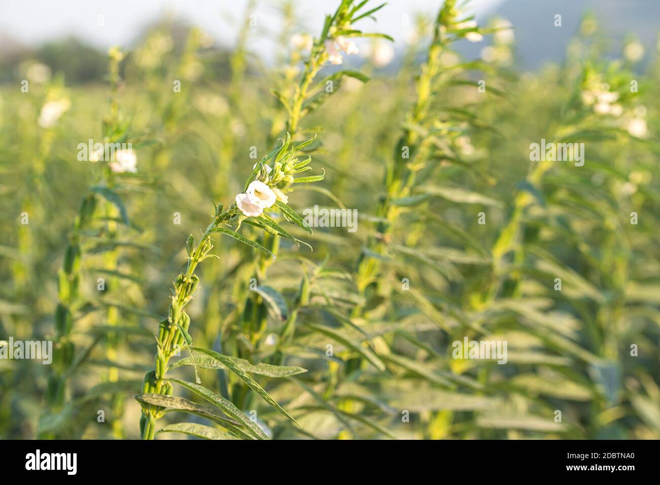 Sesame seed flower on tree in the field, Sesame a tall annual ...