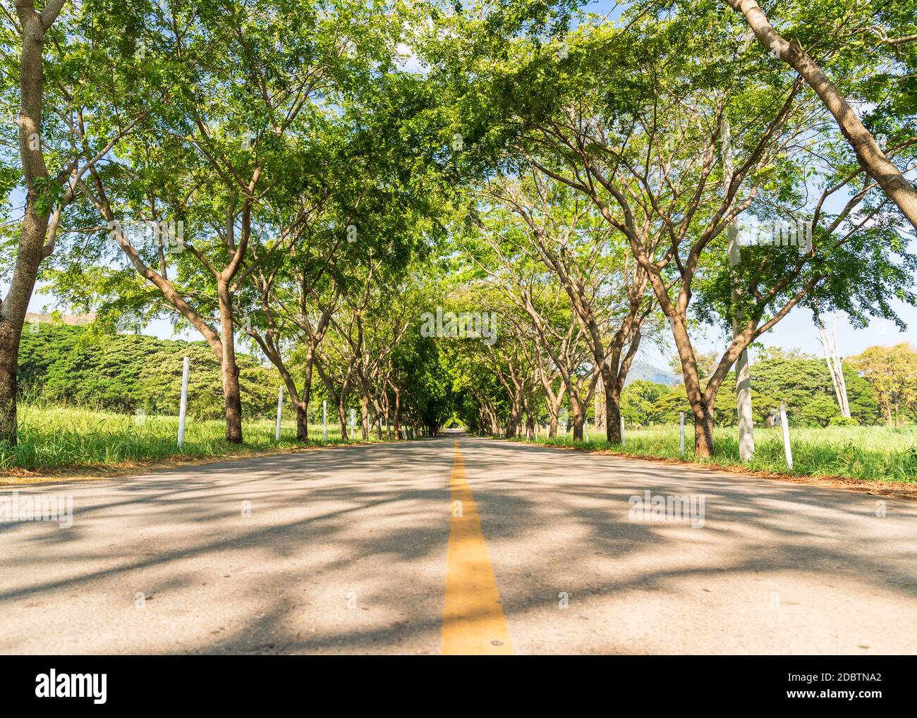 Creepy tree tunnel hi-res stock photography and images - Alamy
