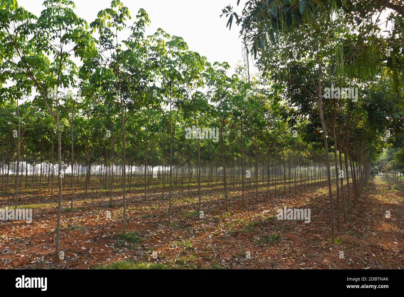 Rubber tree or hevea brasiliensis plant field in Thailand Stock Photo ...