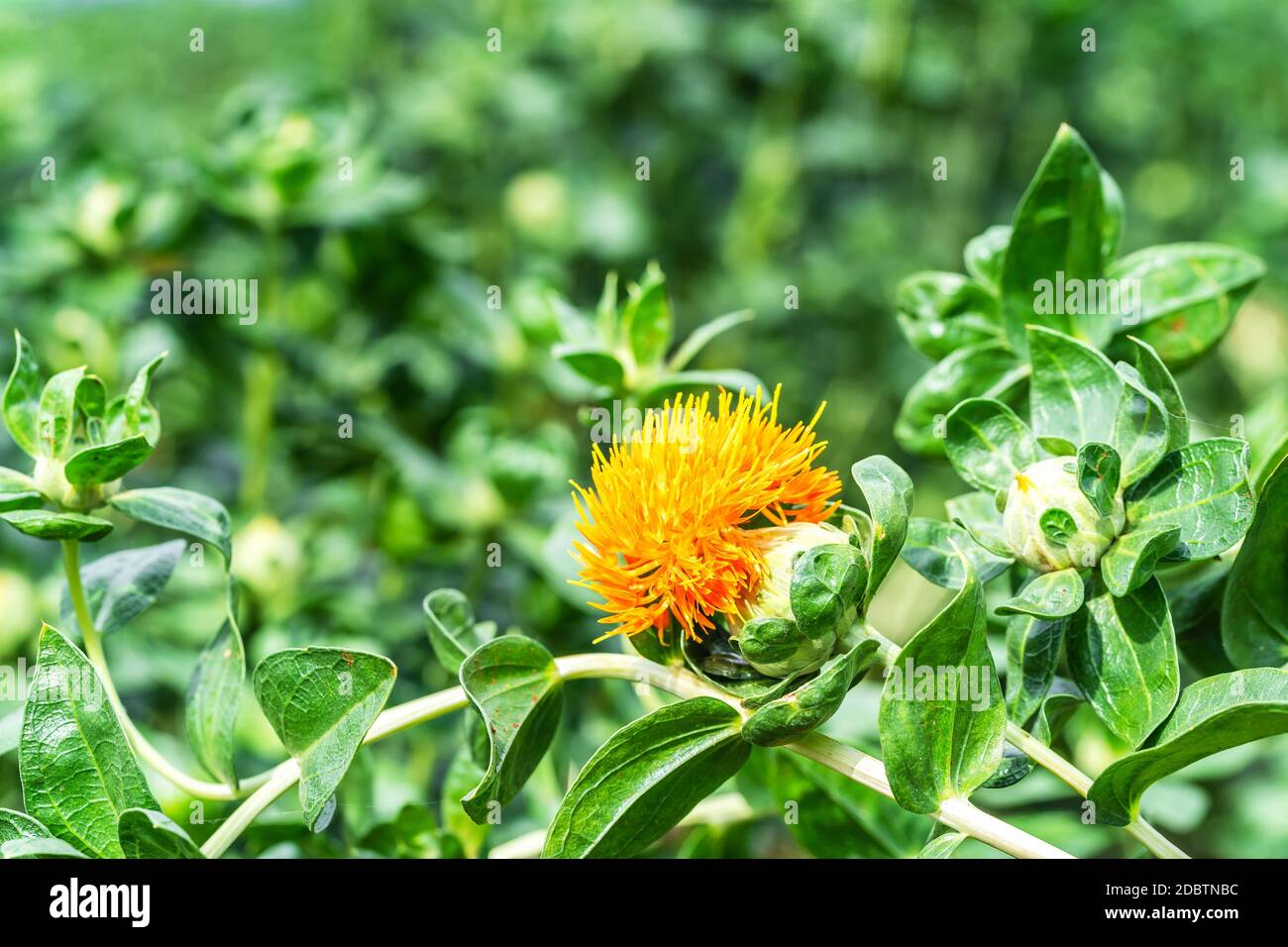 Safflower (Carthamus tinctorius,False saffron) has begun to bloom and ...