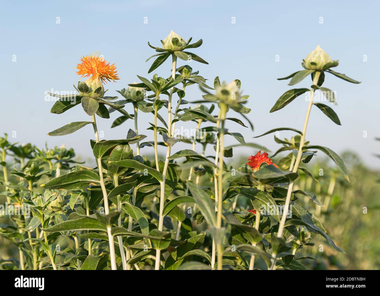 Safflower (Carthamus tinctorius,False saffron) has begun to bloom and ...