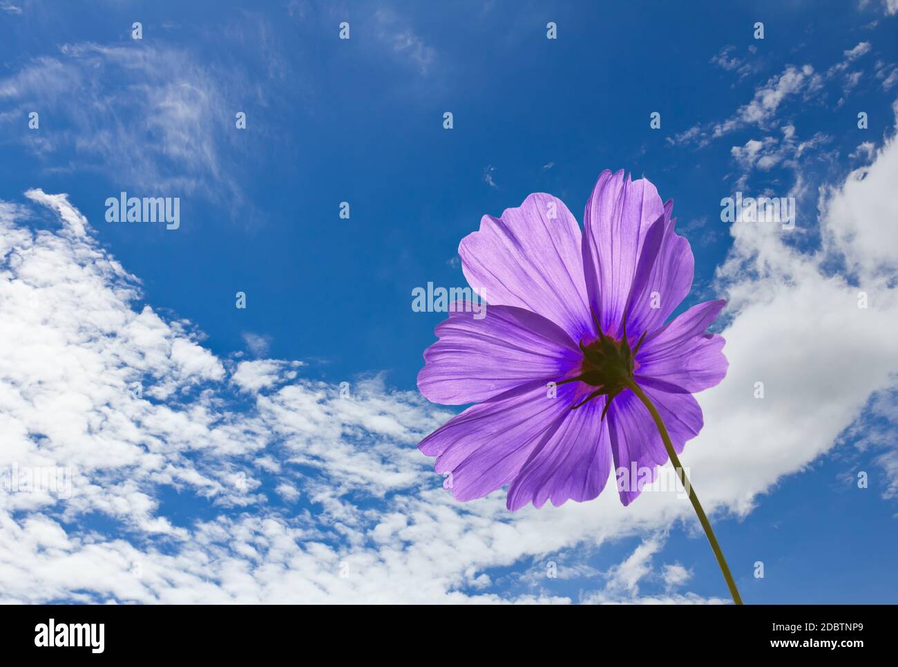 Violet Cosmos flowers on blue sky background Stock Photo - Alamy