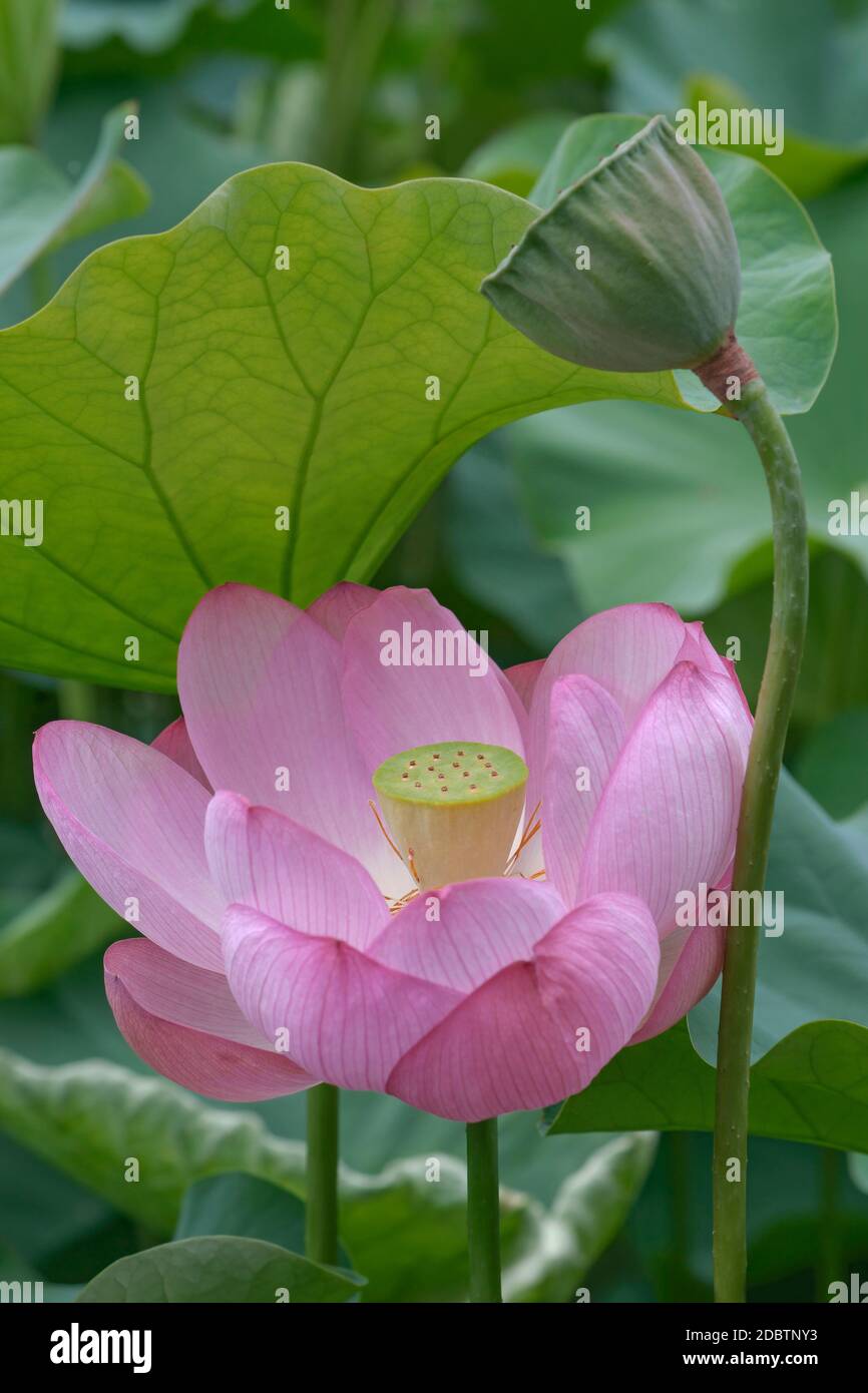 Sacred lotus (Nelumbo nucifera). Called Indian Lotus, Bean of India and ...