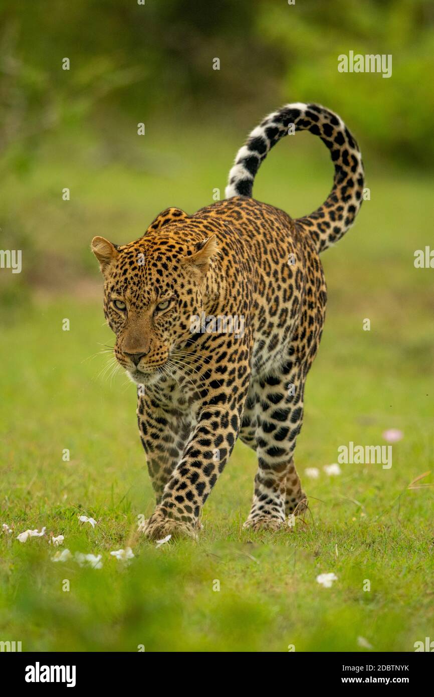 Leopard crosses short grass with head lowered Stock Photo - Alamy