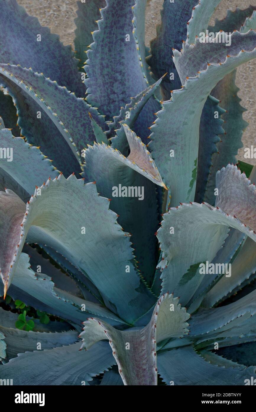 Silver Fox Mangave (Agave Silver Fox Stock Photo - Alamy