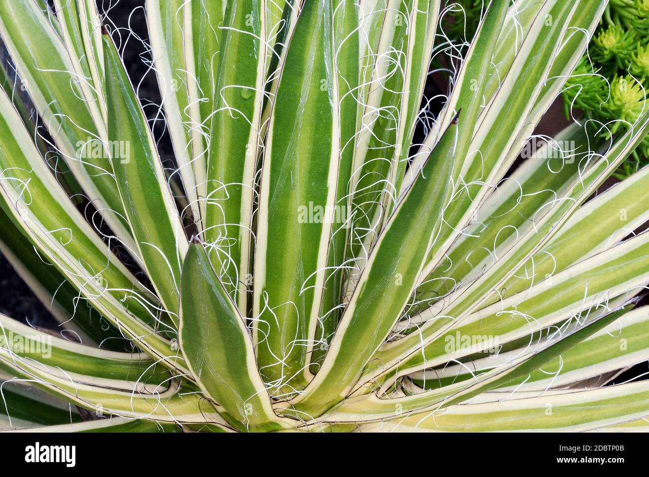Queen of White Thread-leaf agave (Agave schidigera Shira ito no Ohi ...