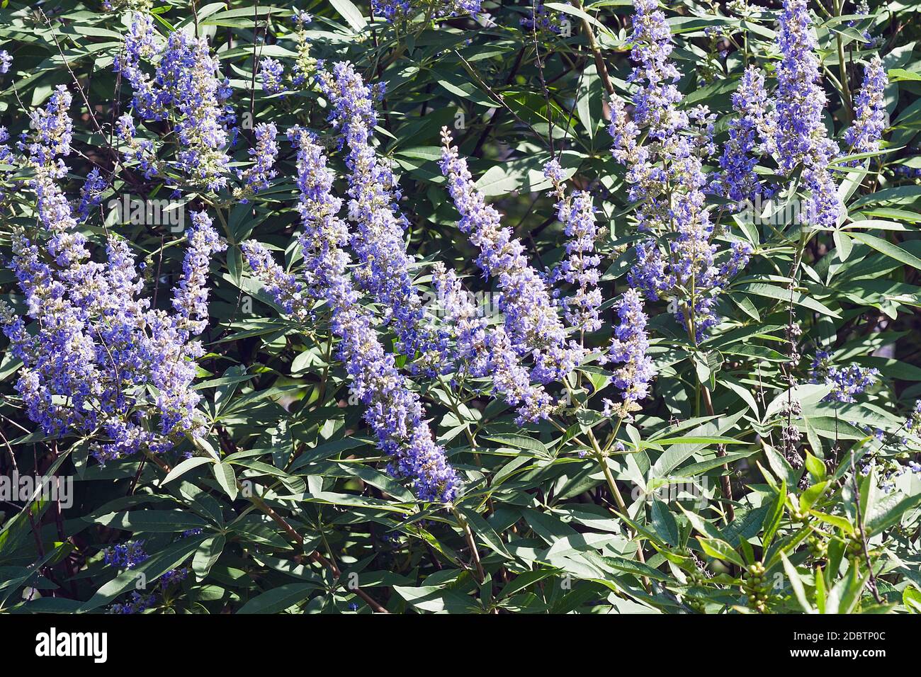 Chaste tree (Vitex agnus-castus). Called Vitex, Chasteberry, Abraham's ...