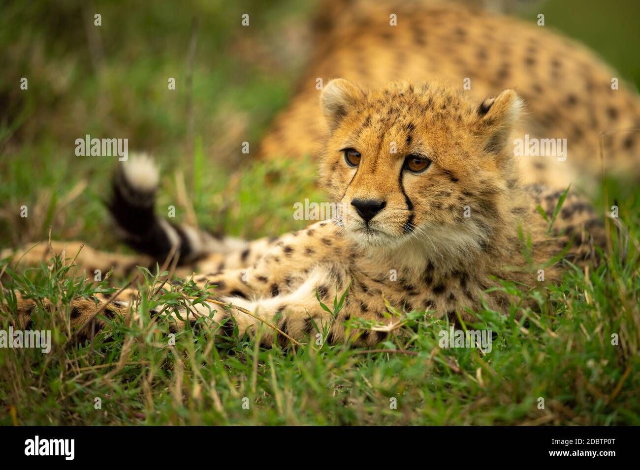 Close-up of cheetah cub lying beside mother Stock Photo - Alamy