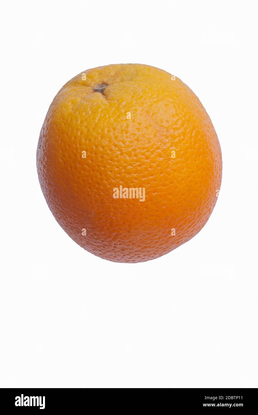 Valencia orange (Citrus x sinensis Valencia). Hybrid between Citrus ...