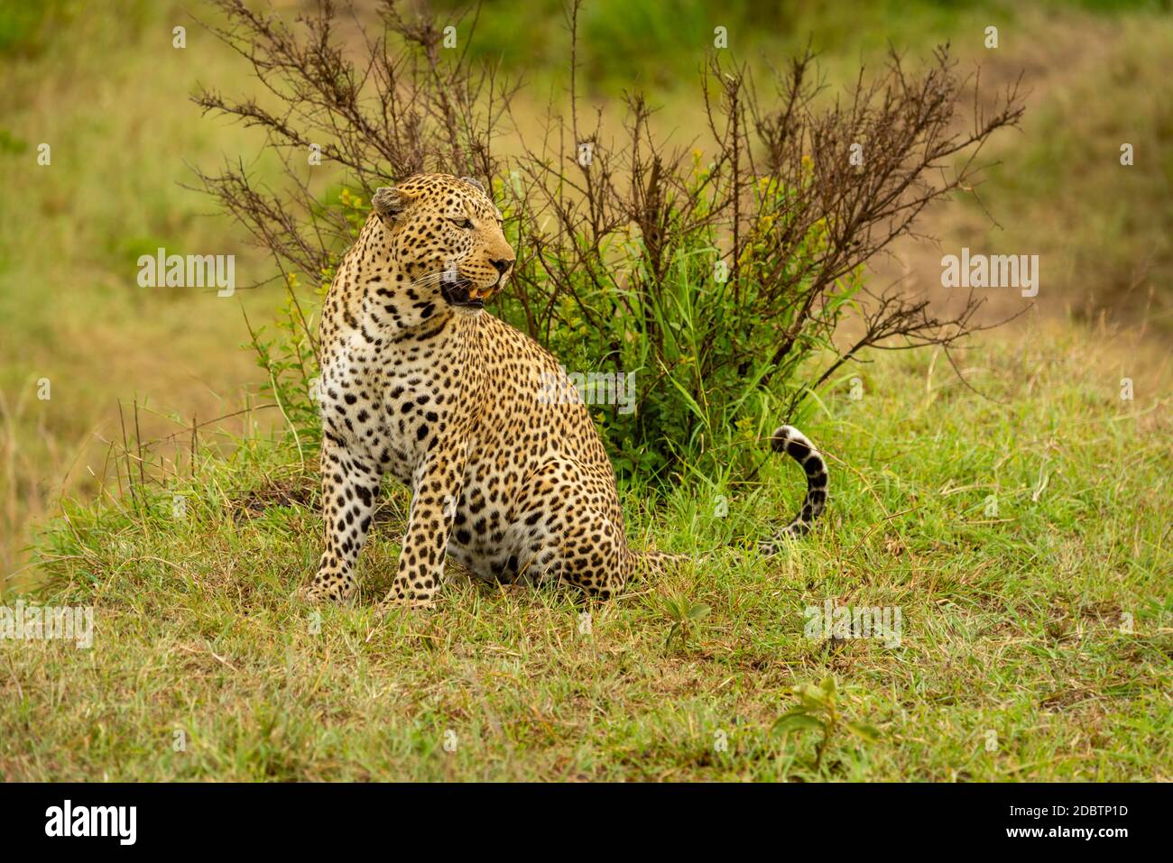 Leopard sits on grassy bank looking right Stock Photo - Alamy