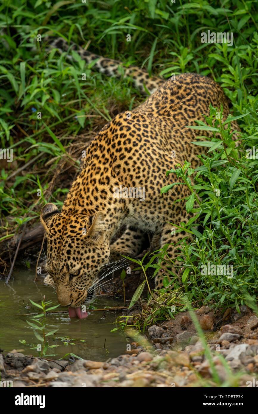 Leopard drinks from stream in dense undergrowth Stock Photo - Alamy