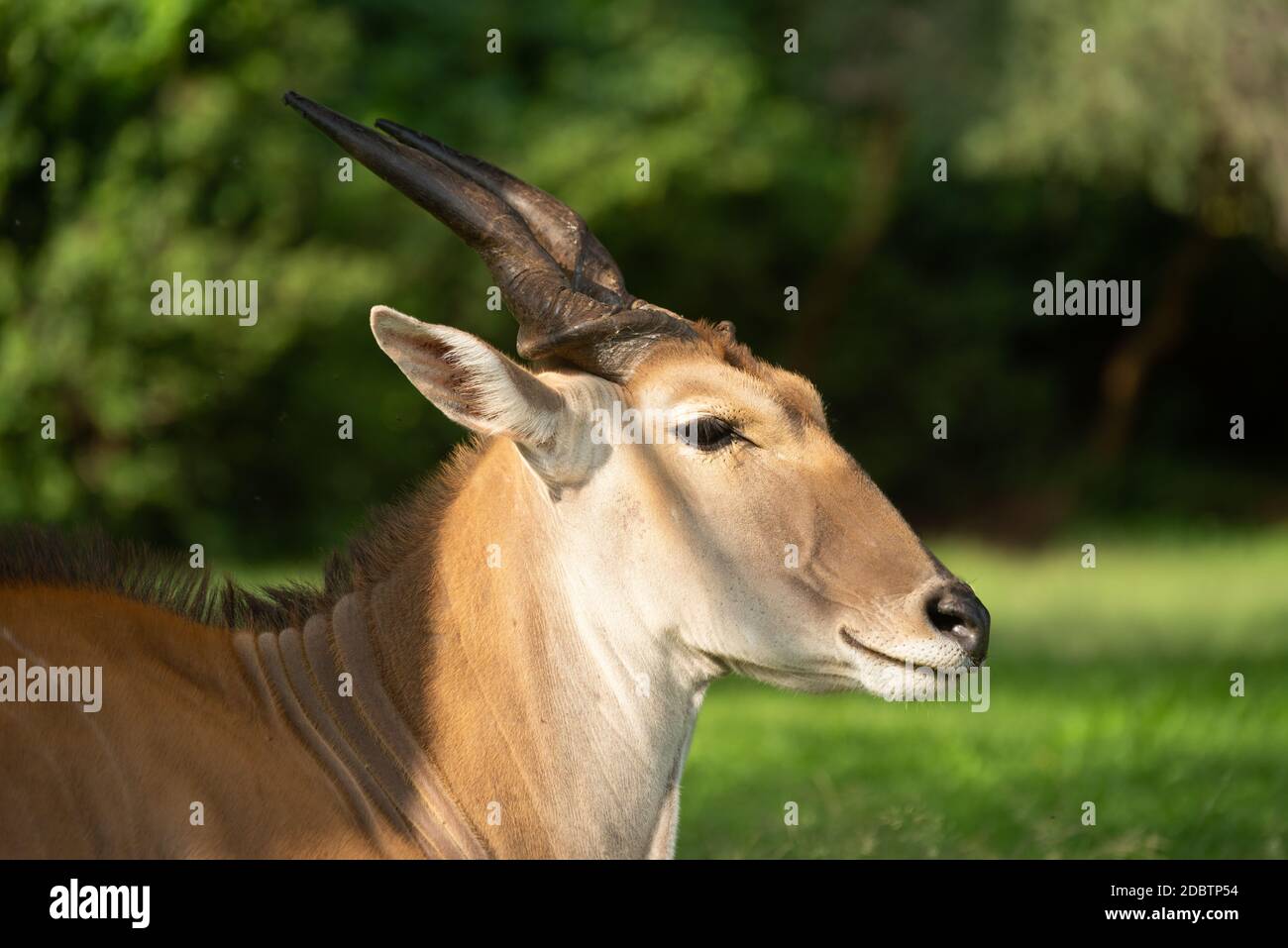 Close-up of common eland head in sunshine Stock Photo - Alamy