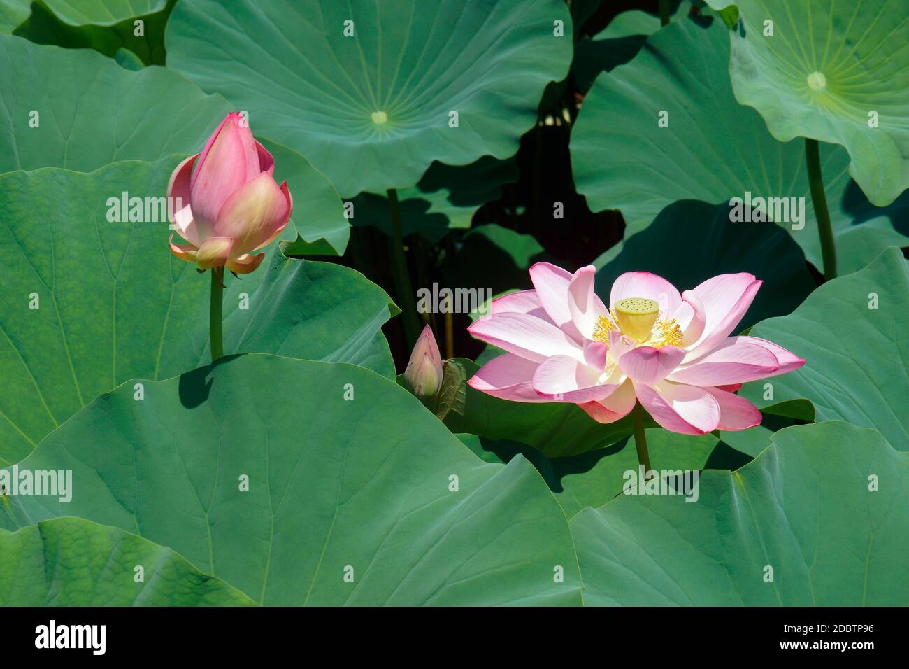 Sacred lotus (Nelumbo nucifera). Called Indian Lotus, Bean of India and ...