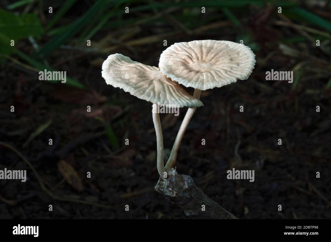 Marasmiellus mushroom (Marasmiellus candidus Stock Photo - Alamy