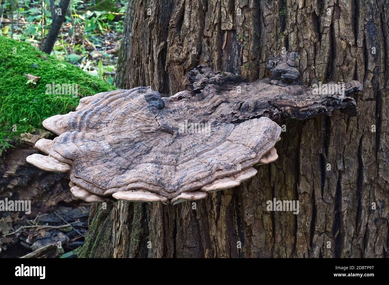 Artist's conk fungus (Ganoderma applanatum). Called Artist's bracket ...
