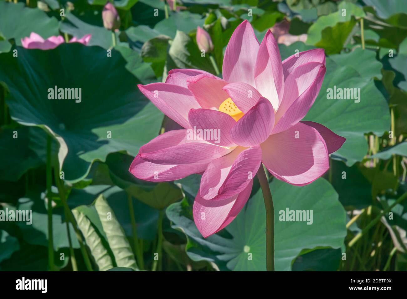 Sacred lotus (Nelumbo nucifera). Called Indian Lotus, Bean of India and ...
