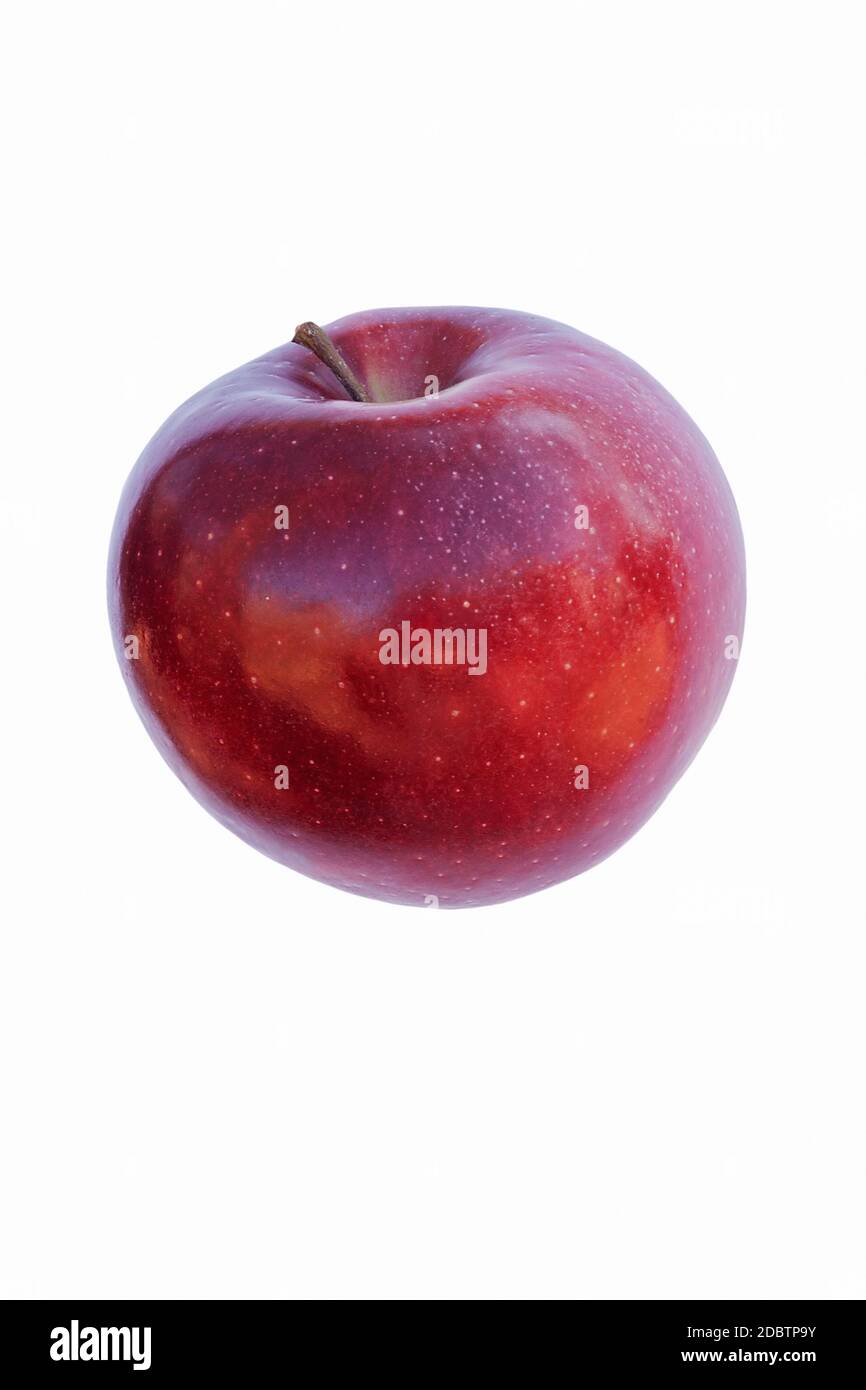 Rome apple (Malus domestica Rome). Called Red Rome, Rome Beauty and ...