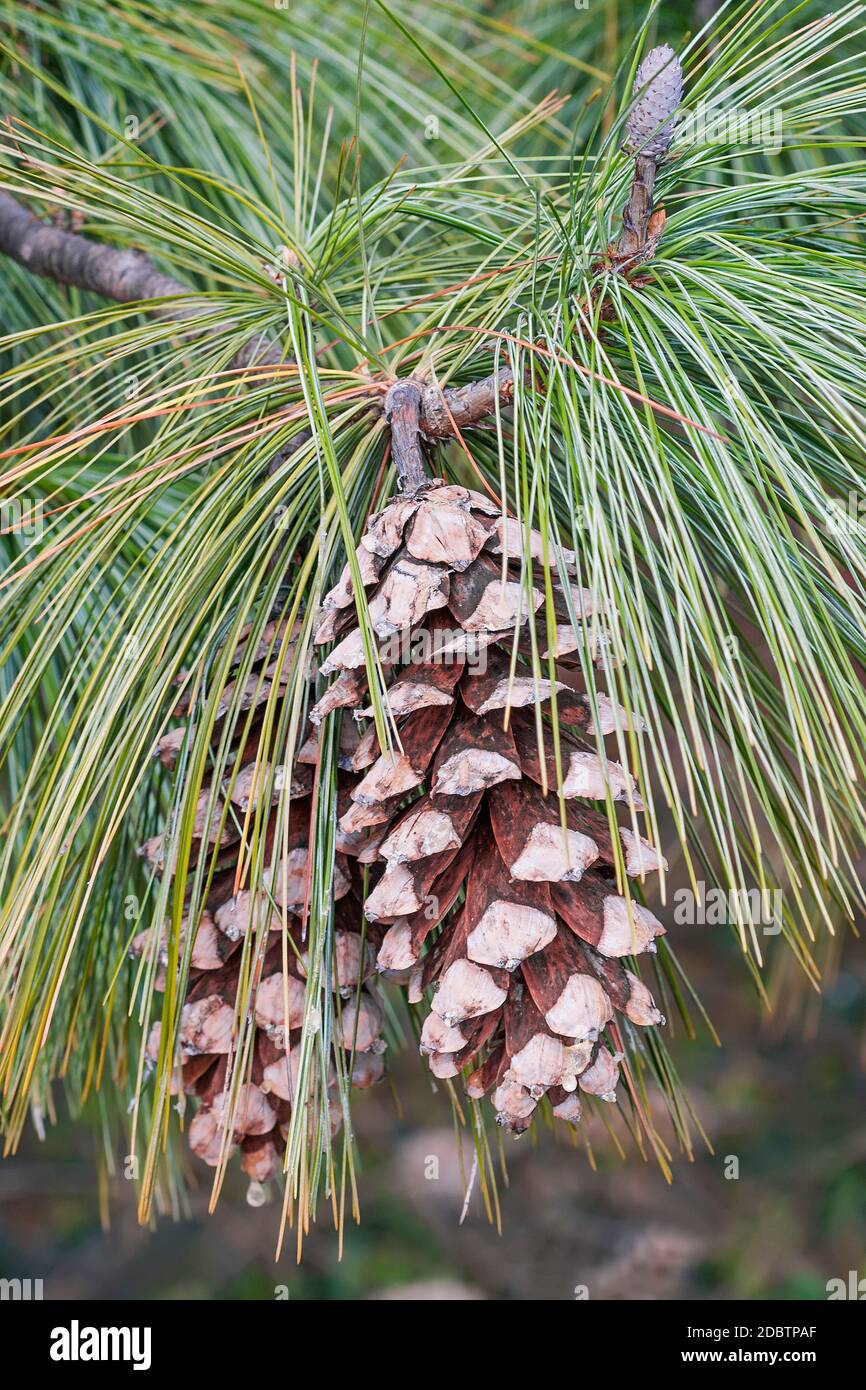 Bhutan pine cones (Pinus wallichiana). Called Blue Pine, Himalayan Pine ...