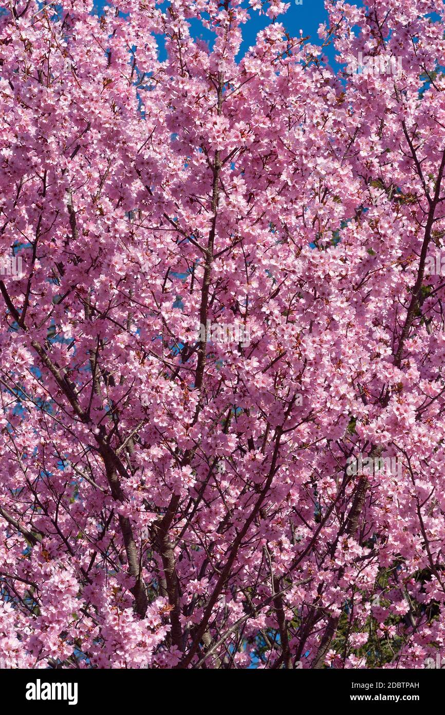 Dream Catcher flowering cherry (Prunus x Dream Catcher). Derived from ...