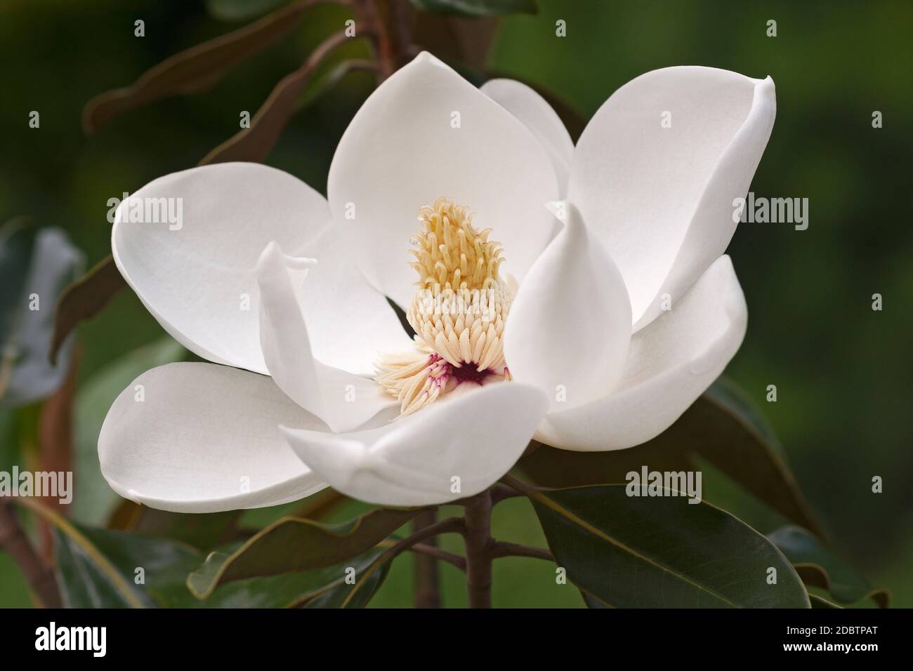 Southern magnolia (Magnolia grandiflora). Called Evegreen Magnolia ...