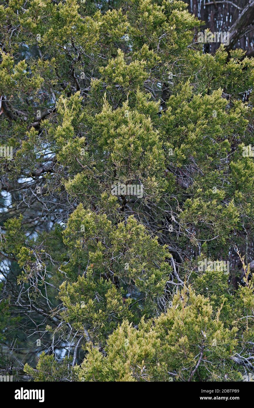 Red cedar (Juniperus virginiana). Called Eastern redcedar, Virginian ...
