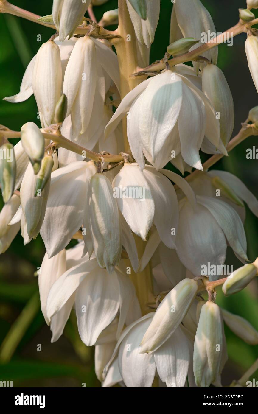 Common yucca (Yucca filamentosa). Called Adam's needle, Spanish bayonet ...
