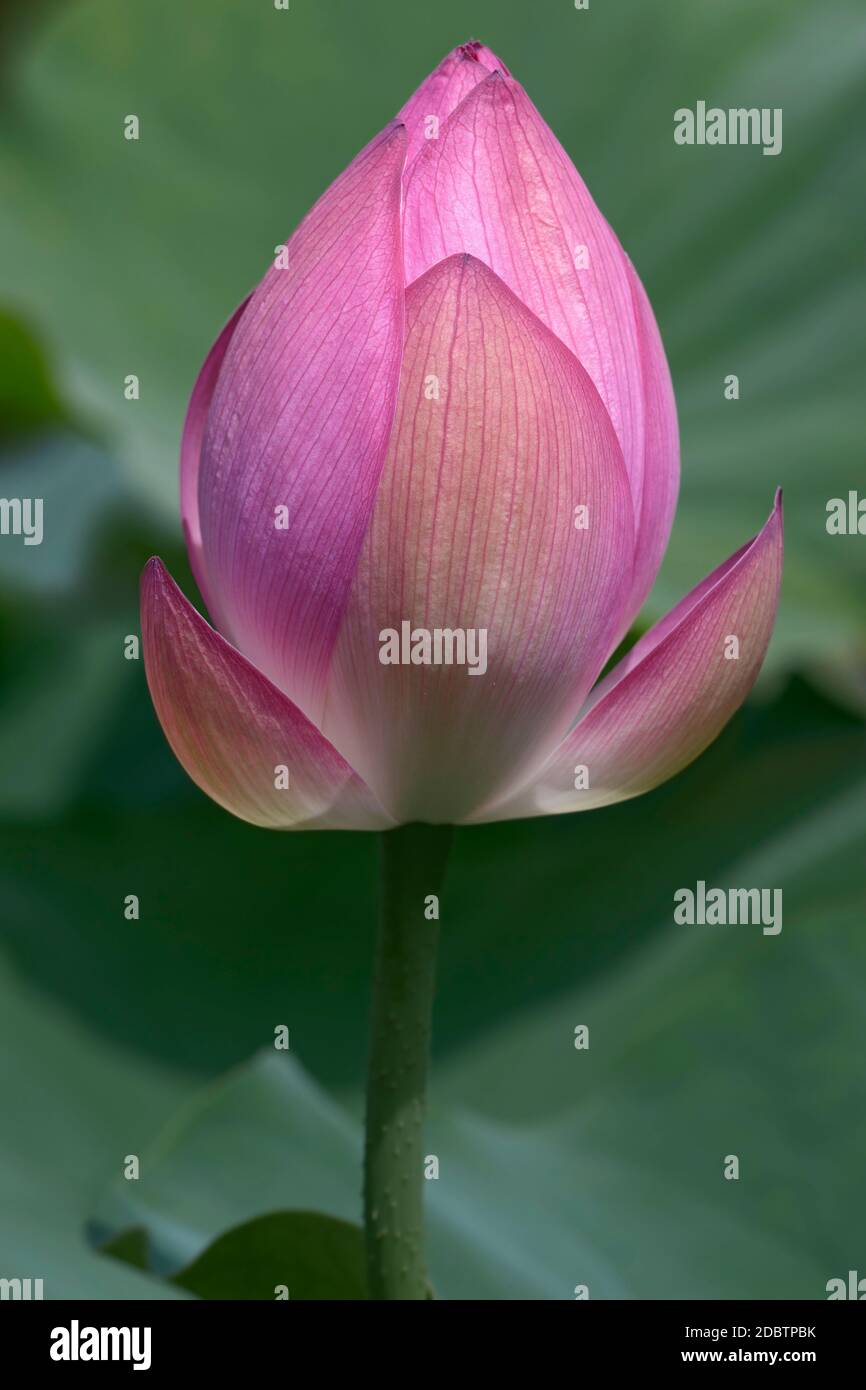 Sacred lotus (Nelumbo nucifera). Called Indian Lotus, Bean of India and ...