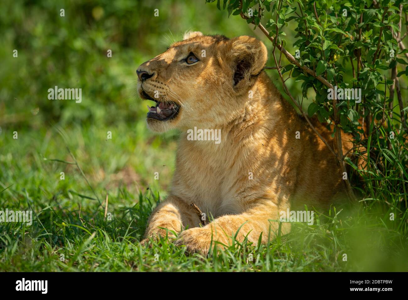 Close-up of lion cub lying looking up Stock Photo - Alamy