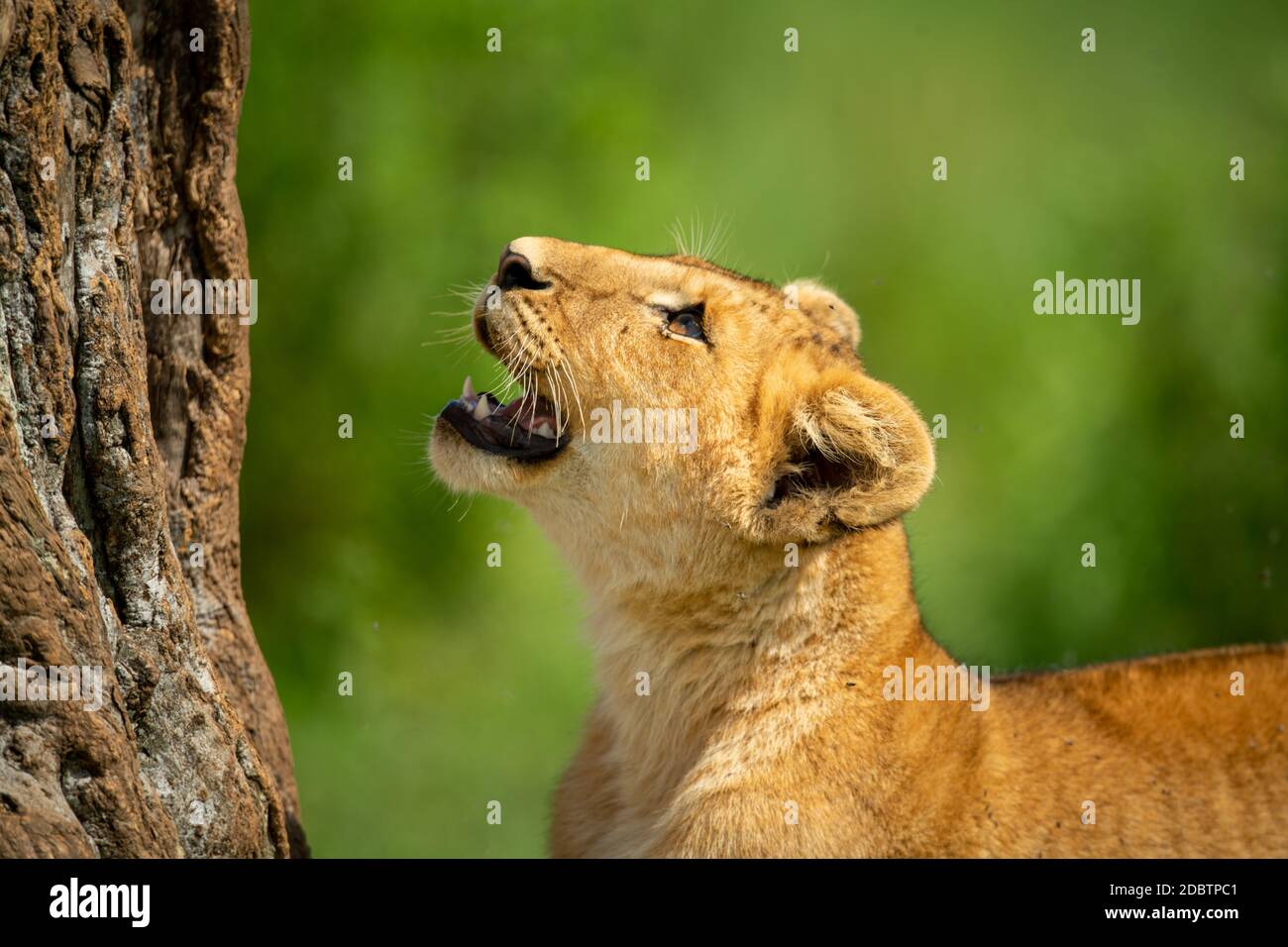 Close-up of lion cub looking up trunk Stock Photo - Alamy