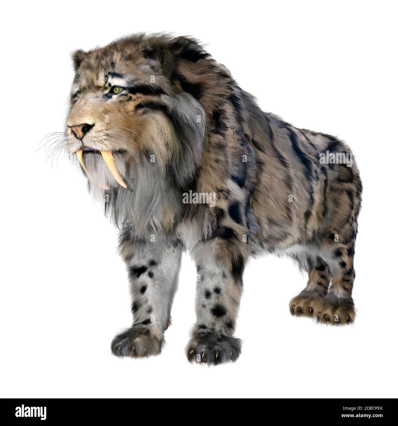 3D rendering of a sabertooth tiger isolated on white background Stock ...