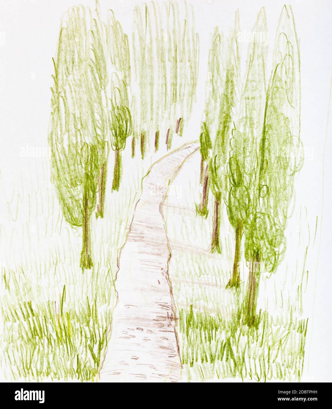 sketch of country road between poplar trees in summer hand-drawn by ...