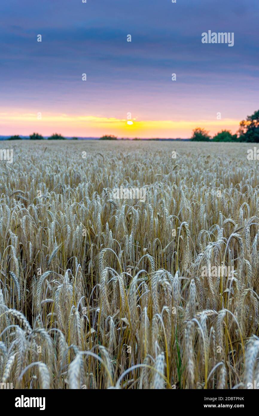 Summerfield with wheat with sunset and beautiful sky Stock Photo - Alamy