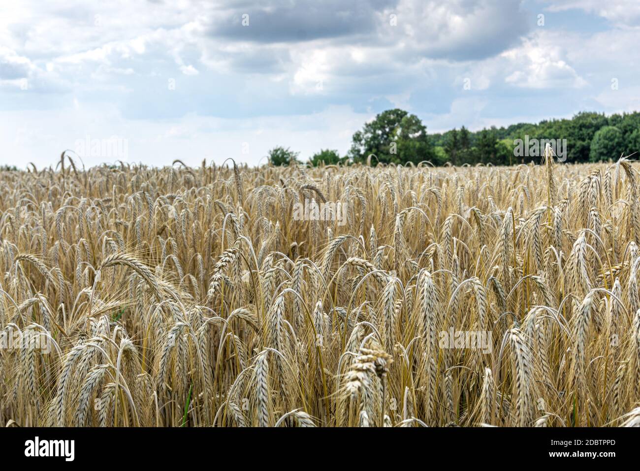 Wheat field with ripe crop Stock Photo - Alamy
