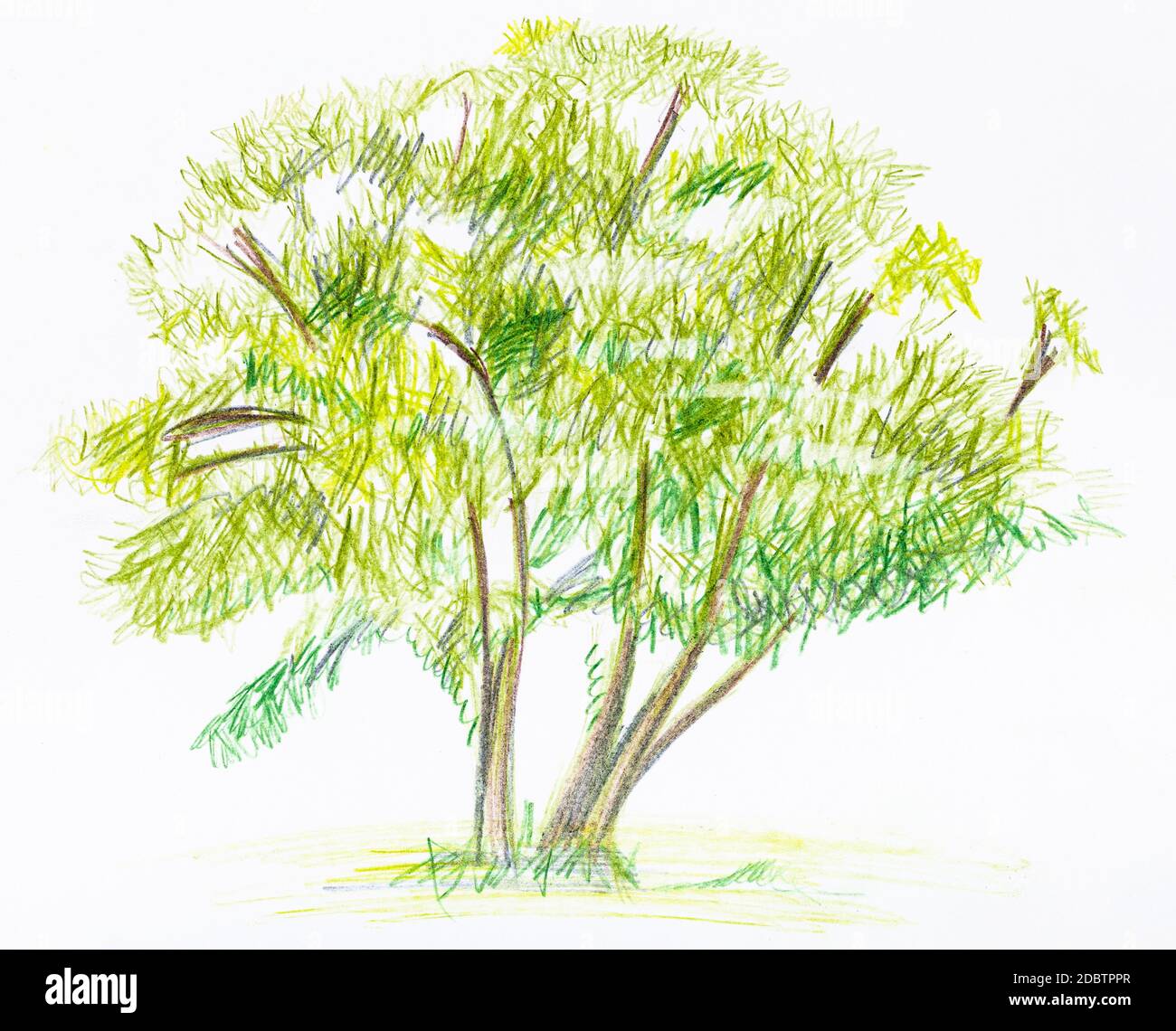 sketch of green bush in summer hand-drawn by color pencils on white ...