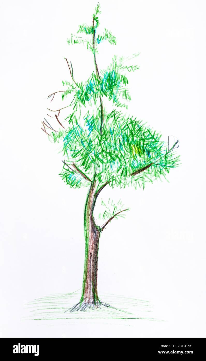 Tree Drawing Color Pencil