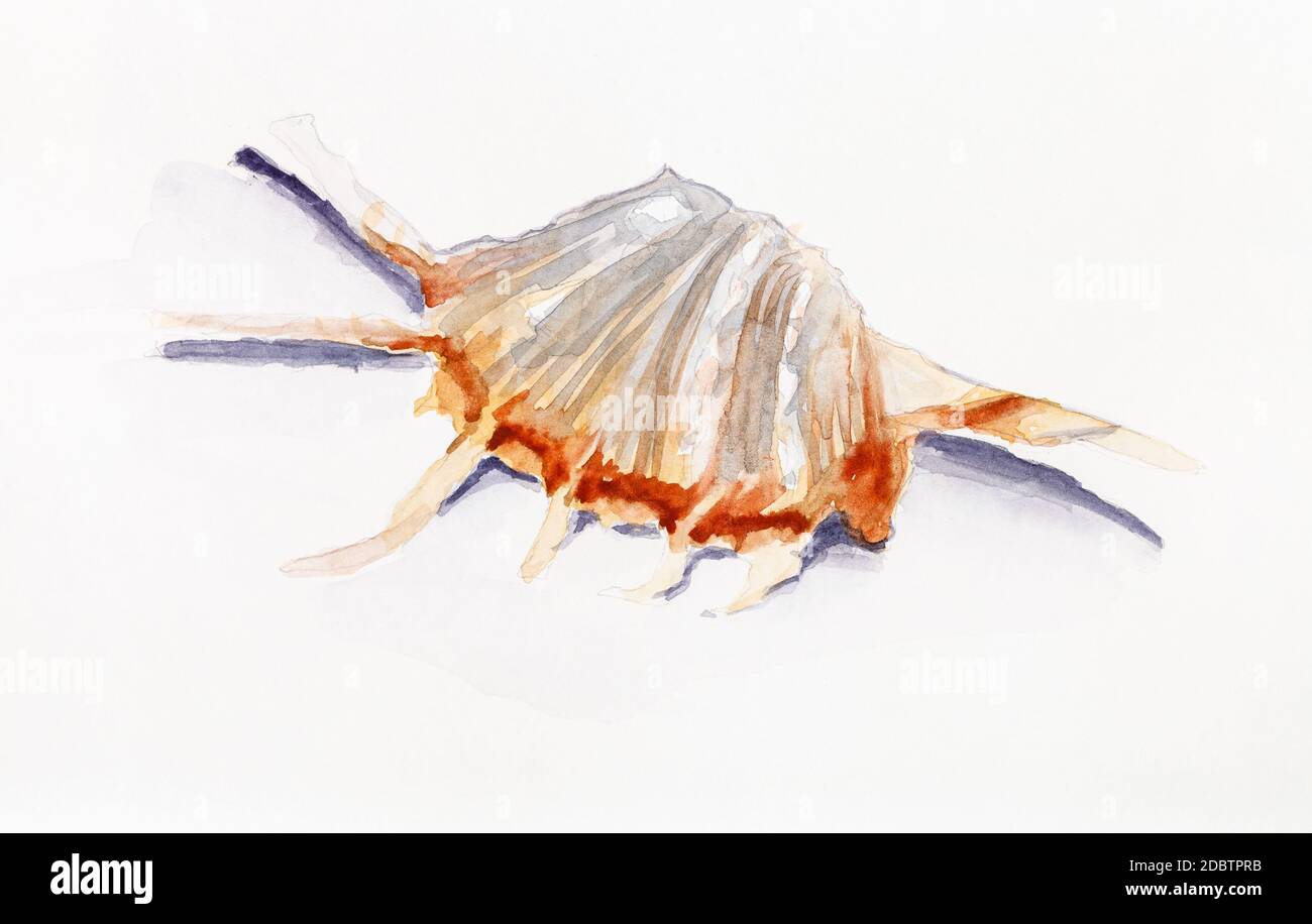 shell of murex snail hand painted by watercolour paints on white ...