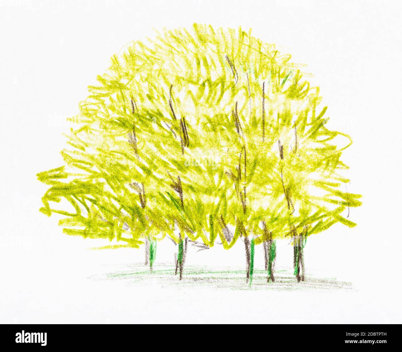sketch of shrub with young foliage in spring hand-drawn by color ...