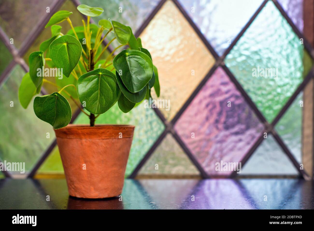 Pilea peperomioides, money plant or pancake plant modern Home interior ...